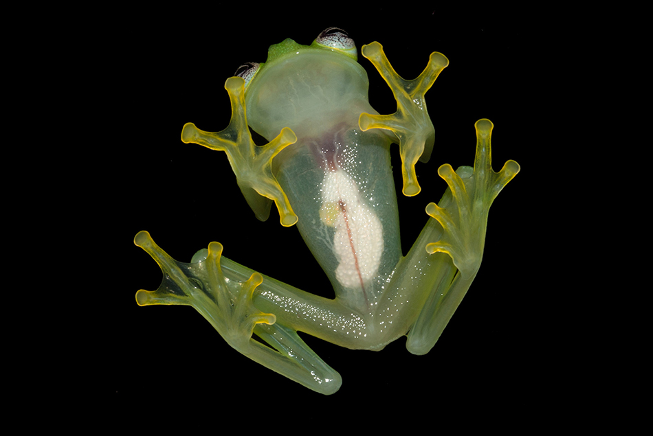 ANIMALI TRASPARENTI FOTO