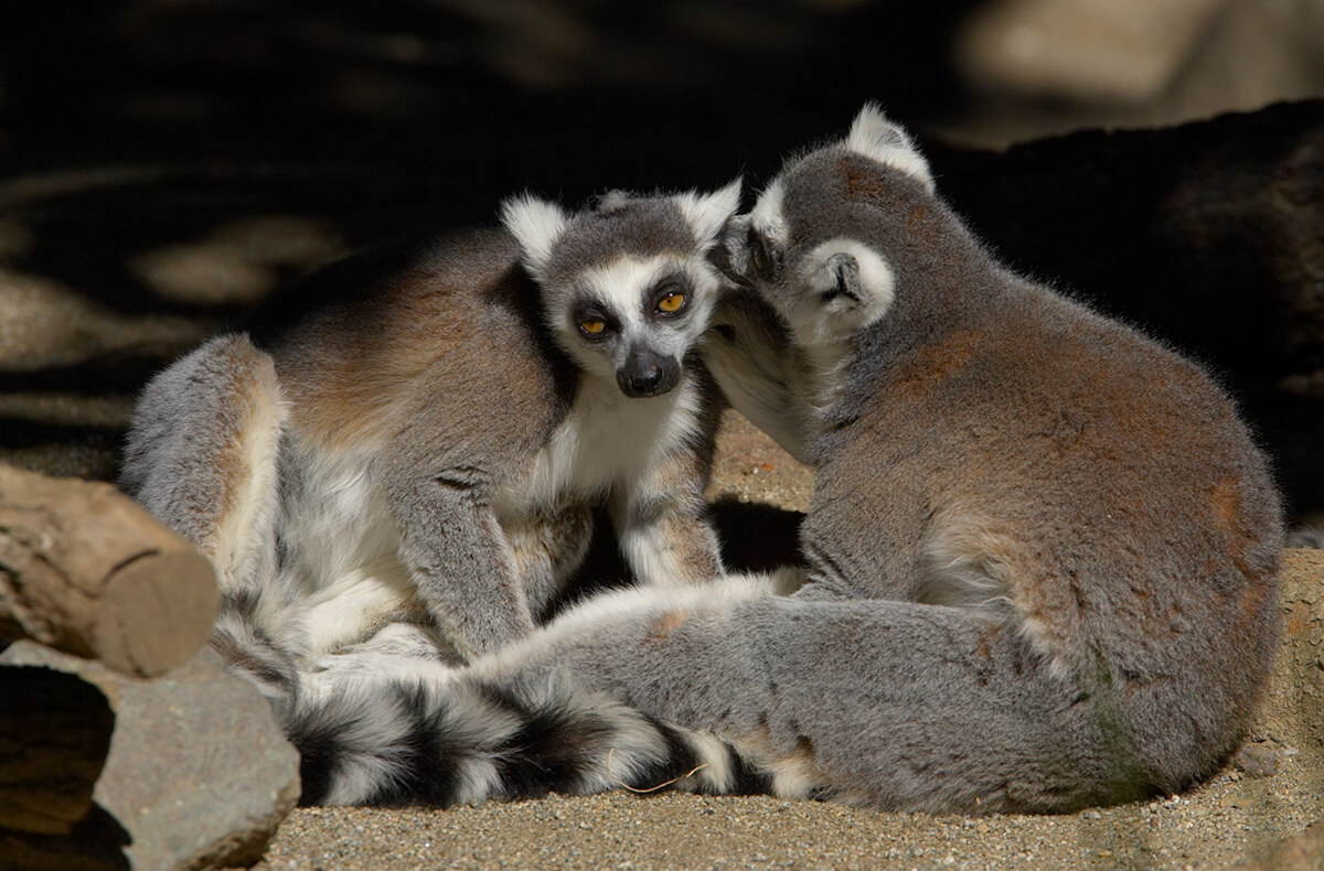 LEMURIENS-LEMURS PICTURES