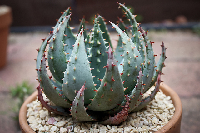 ALOE COME COLTIVARLA IN CASA