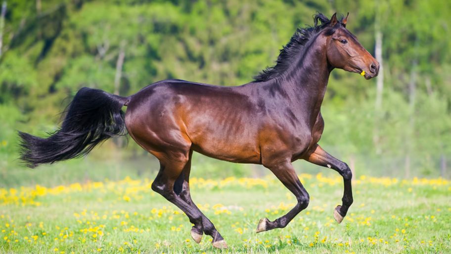 Qual è la differenza tra un cavallo, un asino e un mulo?