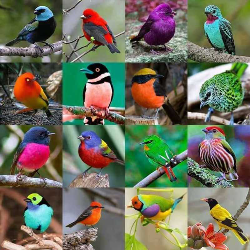 UCCELLINI COLORATI