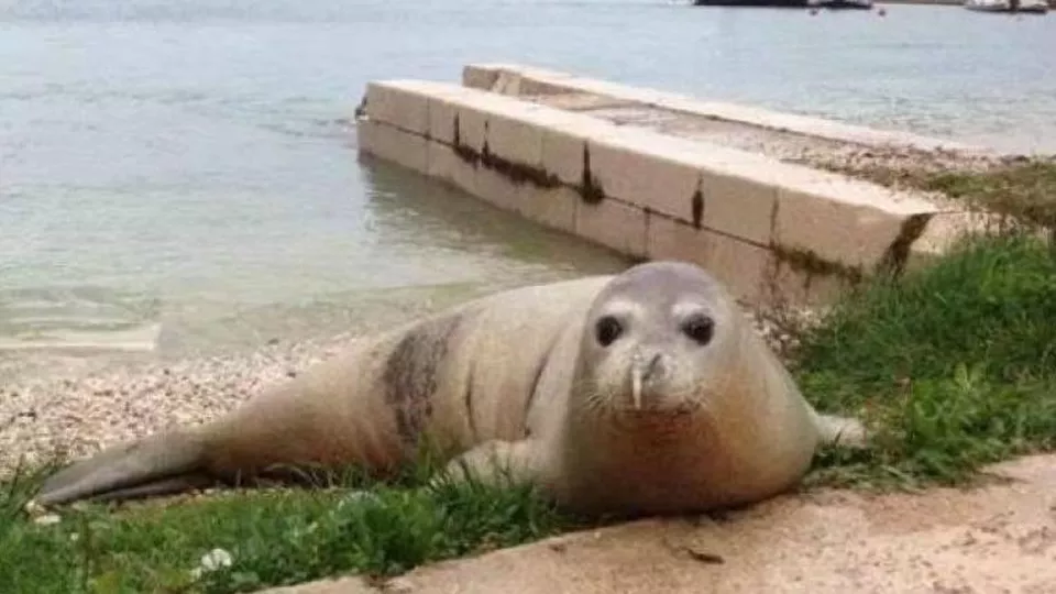 FOCA MONICA IN ESTINZIONE