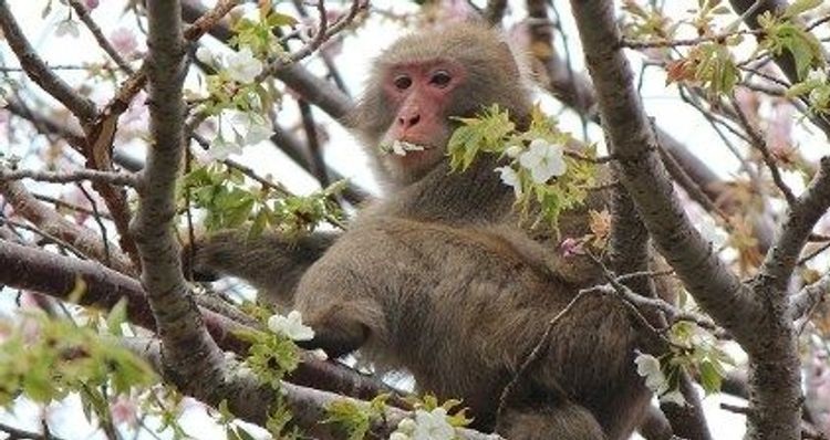 “La natura non dimentica”: animali diventati radioattivi.