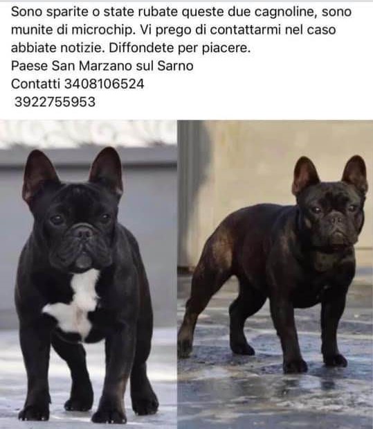 Smarrite/rubate DAISY e DIANNE il 16/4/2021 - San Marzano sul Sarno (SA)