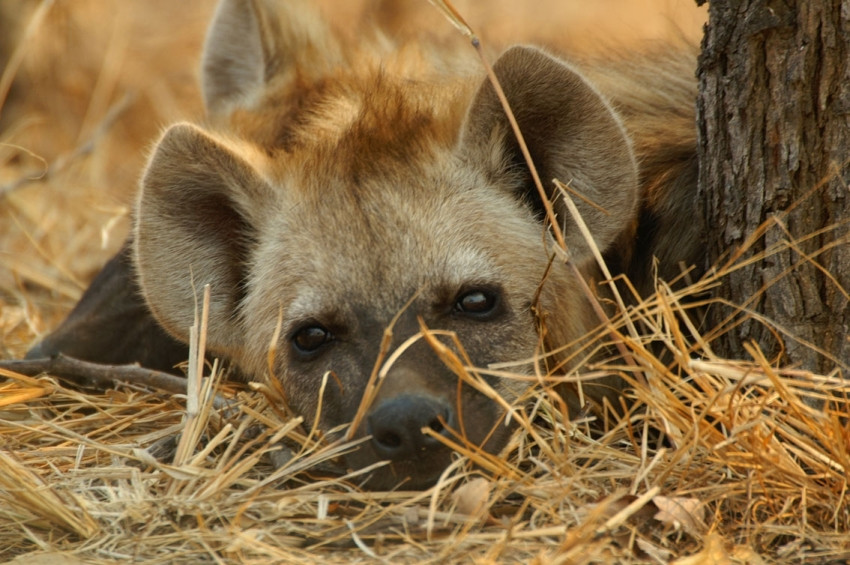 LA IENA, LO SPAZZINO DELLE SAVANE