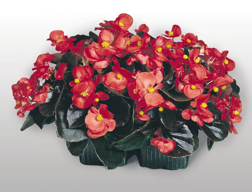 LA BEGONIA, CONSIGLI UTILI SU COME PRENDERSENE CURA