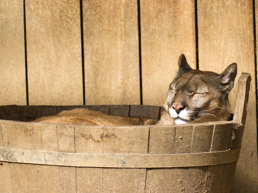 IL PUMA O COGUARO O LEONE DI MONTAGNA [CURIOSITÀ, FOTO E VIDEO]