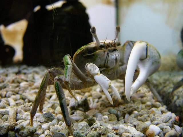 I GRANCHI: CURIOSITÀ FOTO E VIDEO