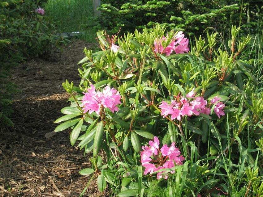 IL RODODENDRO: CONSIGLI, POTATURA, CURA E COLTIVAZIONE