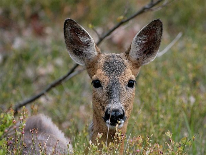 Capreolus capreolus: Il capriolo