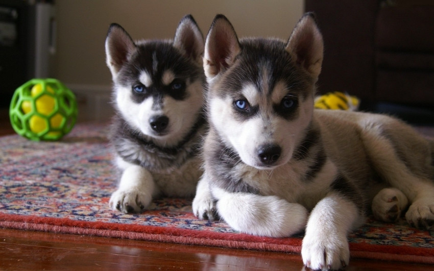 IL CANE HUSKY, CANE DI TAGLIA MEDIA: CARATTERISTICHE E QUALITÁ (FOTO)