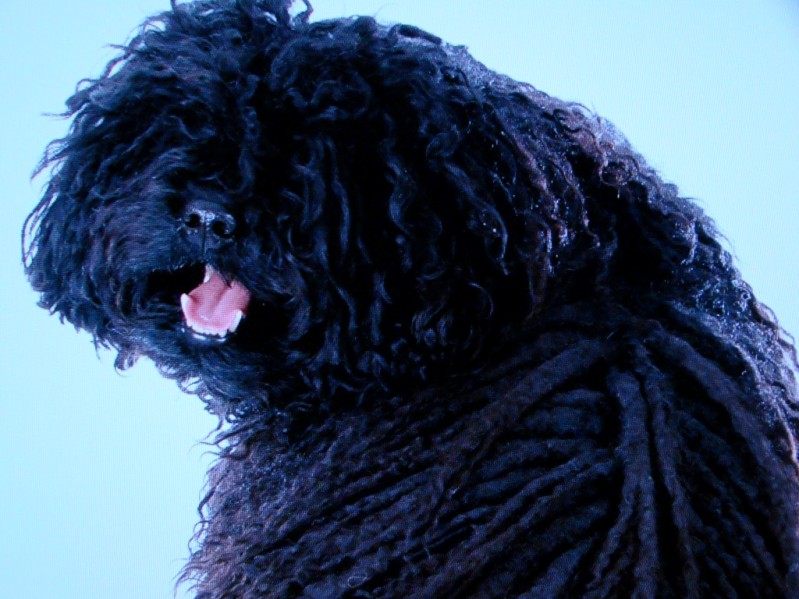 IL CANE KOMONDOR, CANE DI TAGLIA GRANDE: CARATTERISTICHE E QUALITÁ (FOTO)