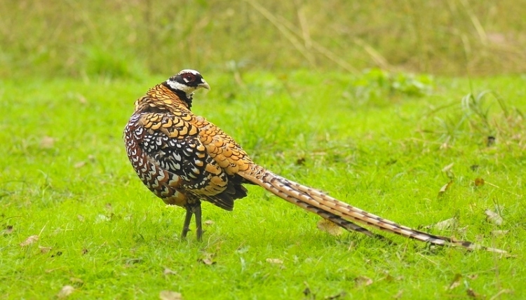 IL FAGIANO DI REEVES O FAGIANO VENERATO