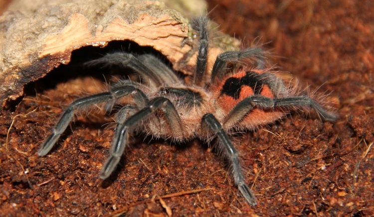 LA TARANTOLA GOLIA, IL RAGNO PIÙ GRANDE DEL MONDO [FOTO]