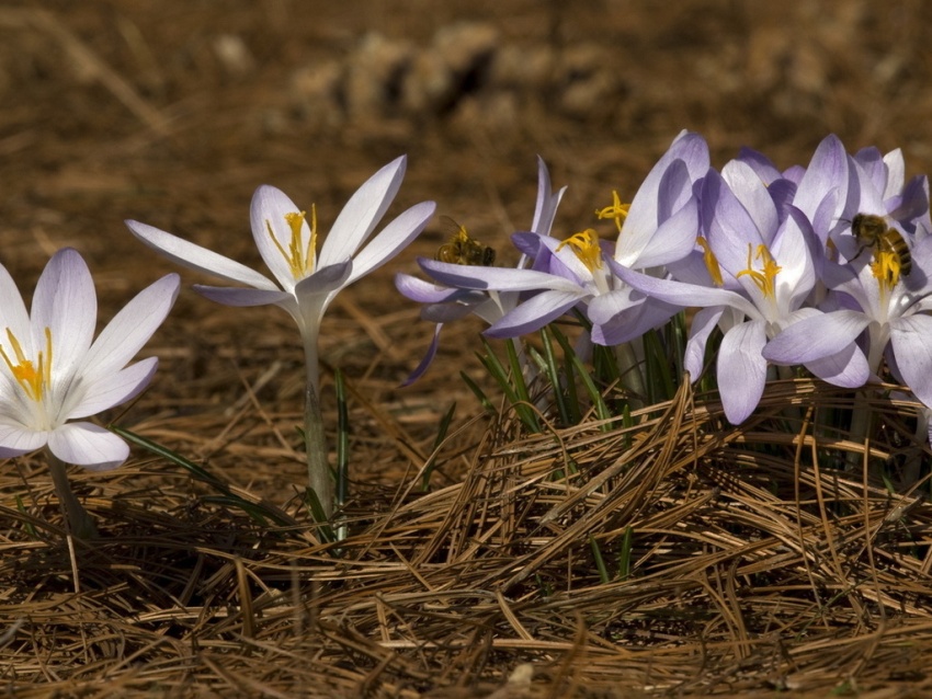 CROCUS, IL FIORE A FORMA DI COPPA