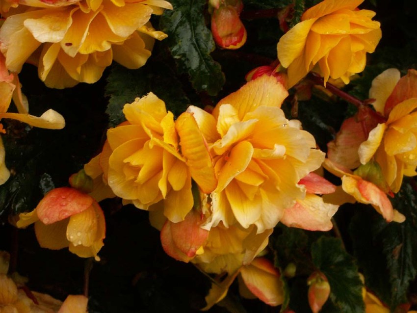 LA BEGONIA, CONSIGLI UTILI SU COME PRENDERSENE CURA