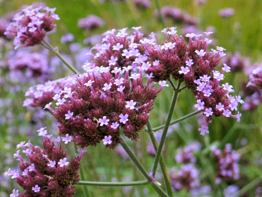 FIORI DA BALCONE: LA VERBENA, LA PIANTA SCACCIA VAMPIRI