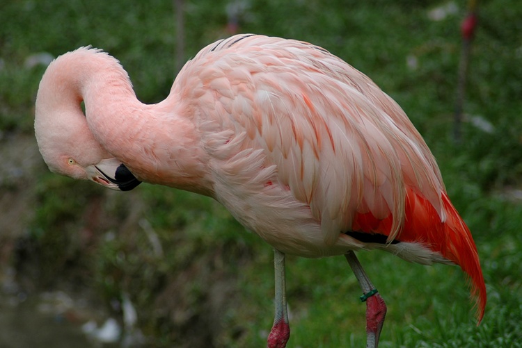 IL FENICOTTERO, PHOENICOPTERUS [CURIOSITÀ, FOTO E VIDEO]