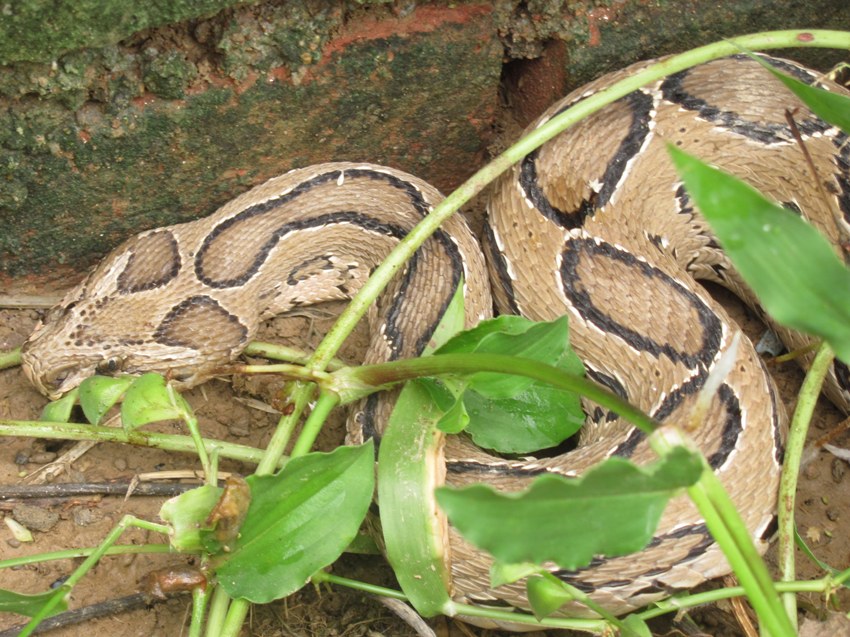 LA VIPERA DI RUSSEL, IL SERPENTE PIÙ LETALE AL MONDO