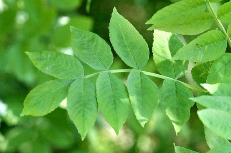 IL FRASSINO, FRAXINUS