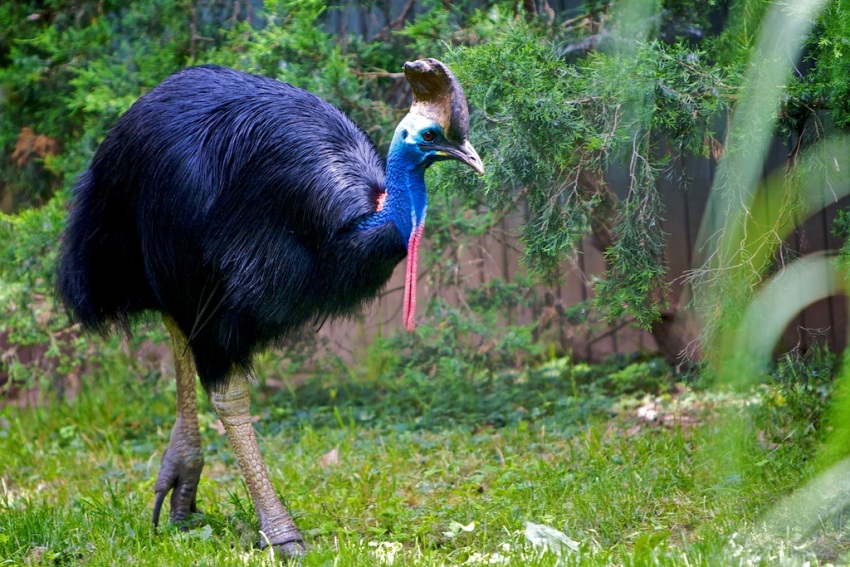 UCCELLI: IL CASUARIO, UN GIGANTE CON L'ELMO, MOLTO PERICOLOSO