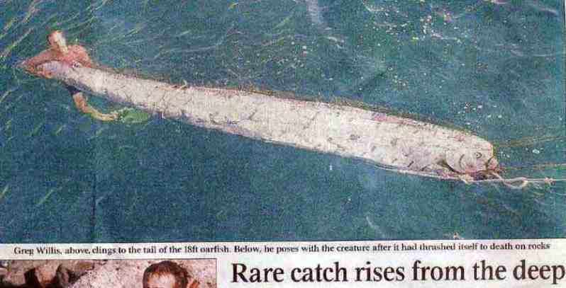 IL PESCE SERPENTE O PESCE REMO: INFO E CURIOSITÀ