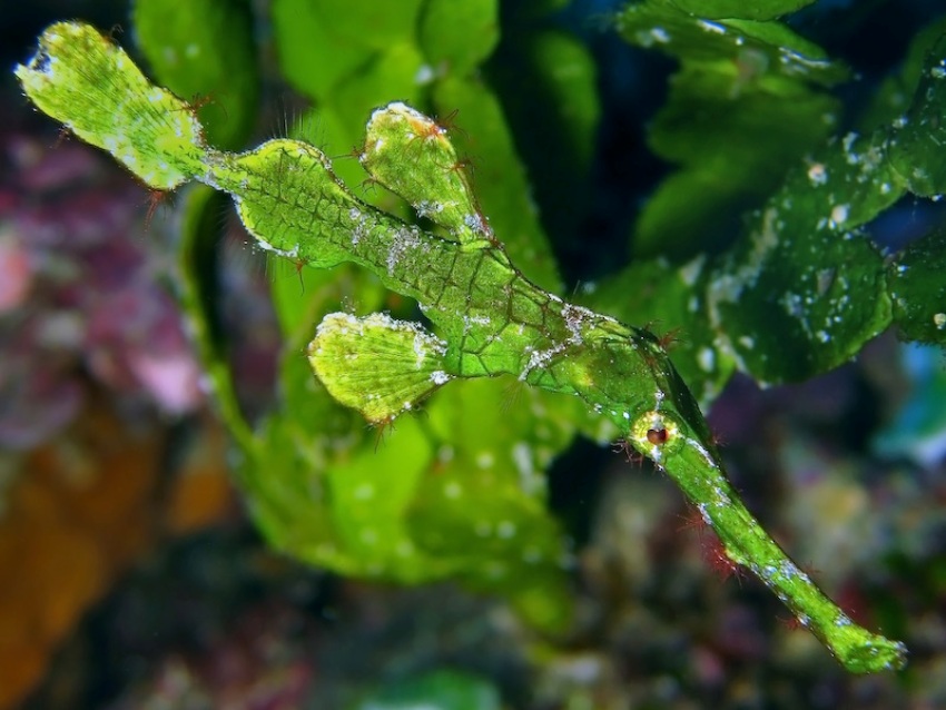 IL PESCE PIPA FANTASMA, LO SOLENOSTOMIDAE