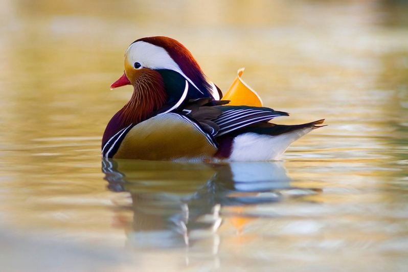 ANATRA MANDARINO, AIX GALERICULATA [CURIOSITÀ, FOTO E VIDEO]