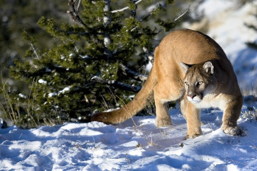 IL PUMA O COGUARO O LEONE DI MONTAGNA [CURIOSITÀ, FOTO E VIDEO]