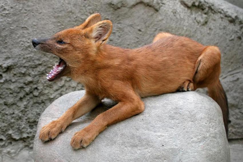 IL LUPO ROSSO: CANIS RUFUS, UNA DELLE SPECIE SOPRAVVISSUTA ALL'ERA GLACIALE