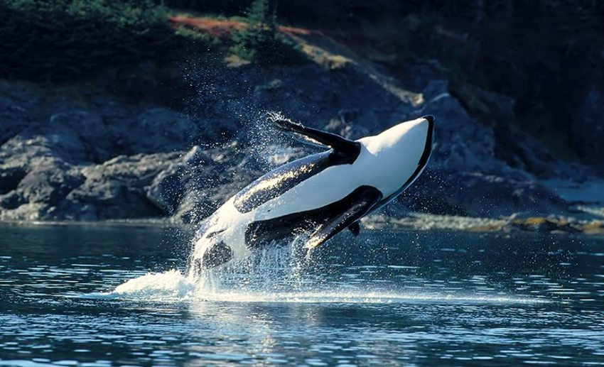 L'ORCA O BALENA ASSASSINA CARATTERISTICHE E CURIOSITÀ (FOTO BELLISSIME)