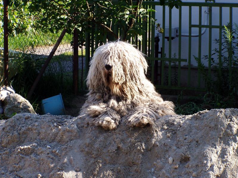 IL CANE KOMONDOR, CANE DI TAGLIA GRANDE: CARATTERISTICHE E QUALITÁ (FOTO)