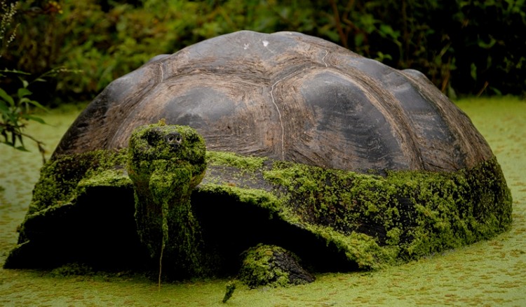LA TESTUGGINE GIGANTE DELLE GALAPAGOS, ESTINTA O SOLO NASCOSTA?
