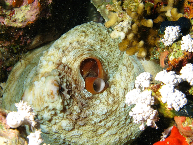 IL POLPO: OCTOPUS O PIOVRA [CURIOSITÀ, FOTO E VIDEO]