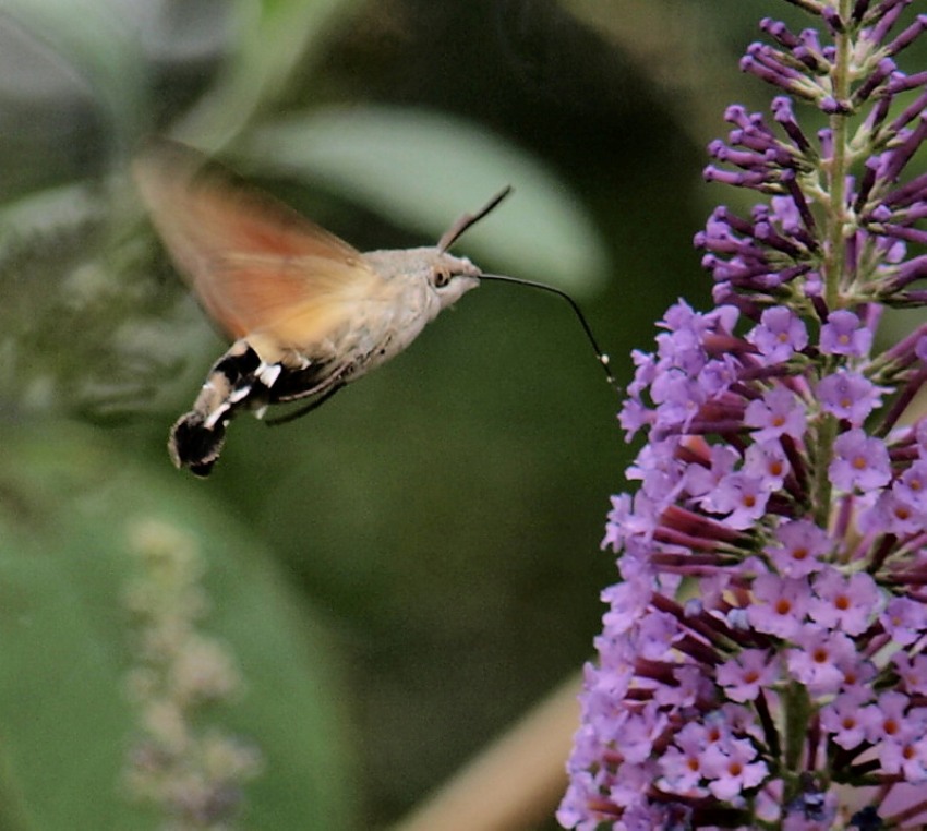 LA FARFALLA COLIBRÍ O SFINGE DEL GALIO