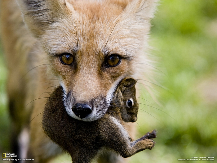 Bellissime foto di animali vari