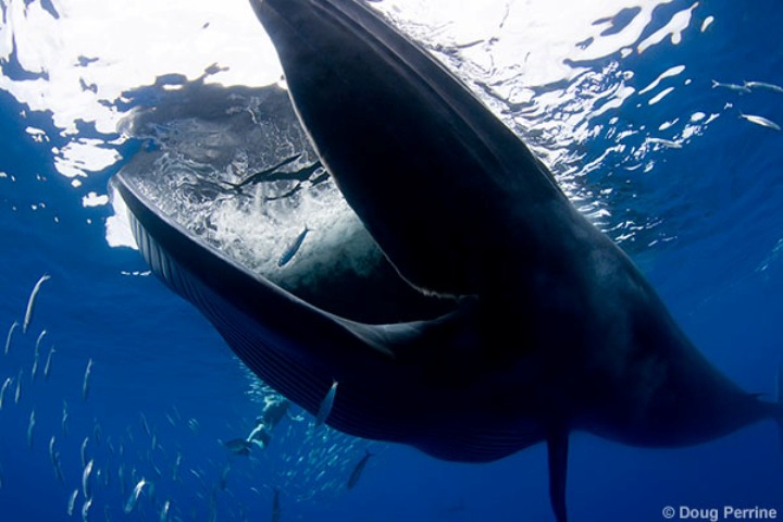 LE BALENE: FOTO, VIDEO, INFO E CURIOSITÀ