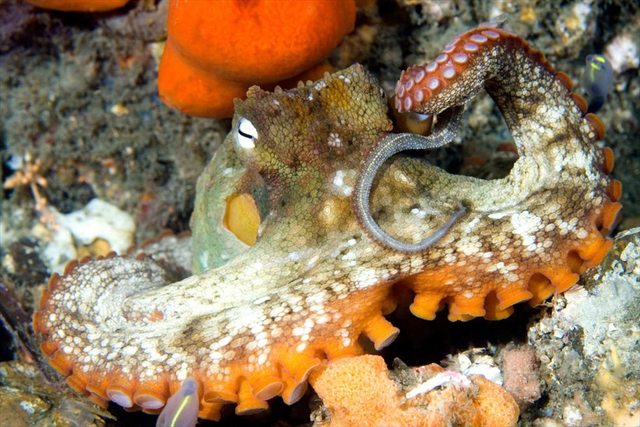 IL POLPO: OCTOPUS O PIOVRA [CURIOSITÀ, FOTO E VIDEO]