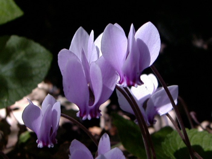 IL CICLAMINO - CYCLAMEN