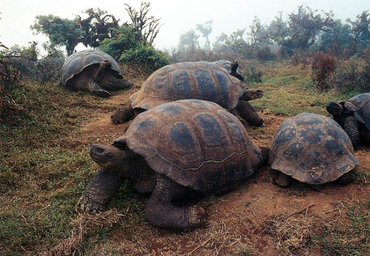 LA TESTUGGINE GIGANTE DELLE GALAPAGOS, ESTINTA O SOLO NASCOSTA?