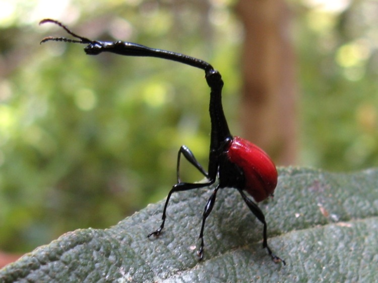 IL PUNTERUOLO GIRAFFA, TRACHELOPHORUS GIRAFFA UN INSETTO STRANO DEL ...