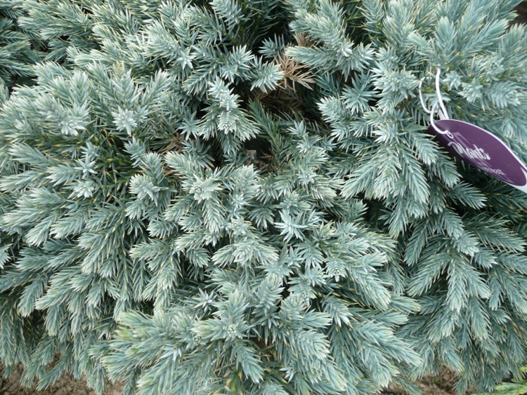 IL GINEPRO, JUNIPERUS