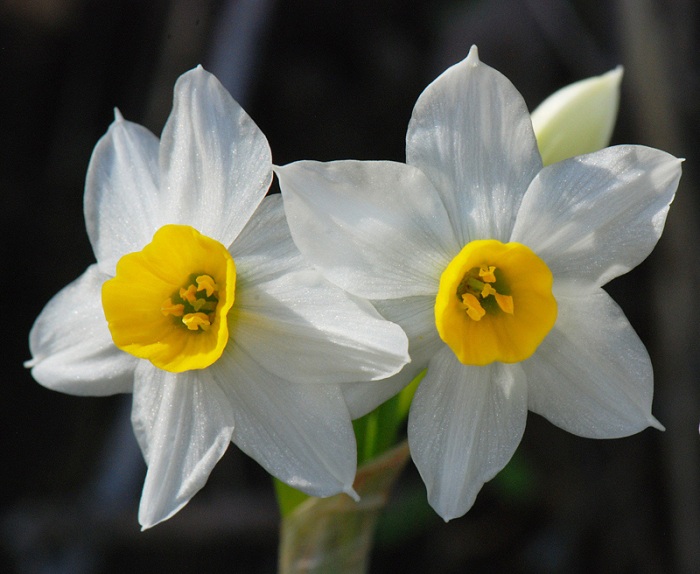 Narcissus: Il bellissimo fiore Narcisio