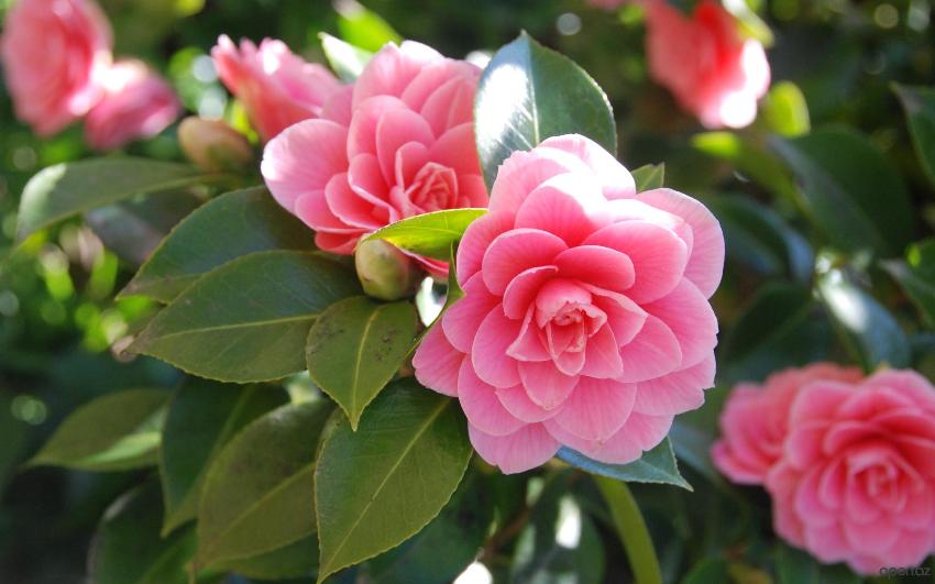 LA CAMELIA, IL FIORE DEGLI INNAMORATI [SIGNIFICATO]