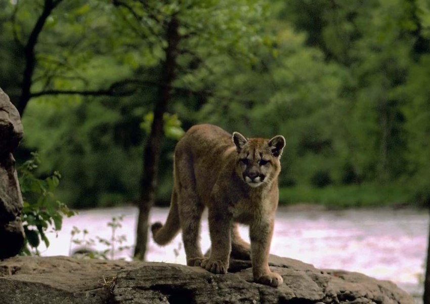 IL PUMA O COGUARO O LEONE DI MONTAGNA [CURIOSITÀ, FOTO E VIDEO]