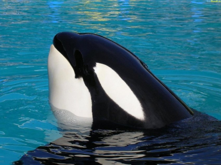 L'ORCA O BALENA ASSASSINA CARATTERISTICHE E CURIOSITÀ (FOTO BELLISSIME)