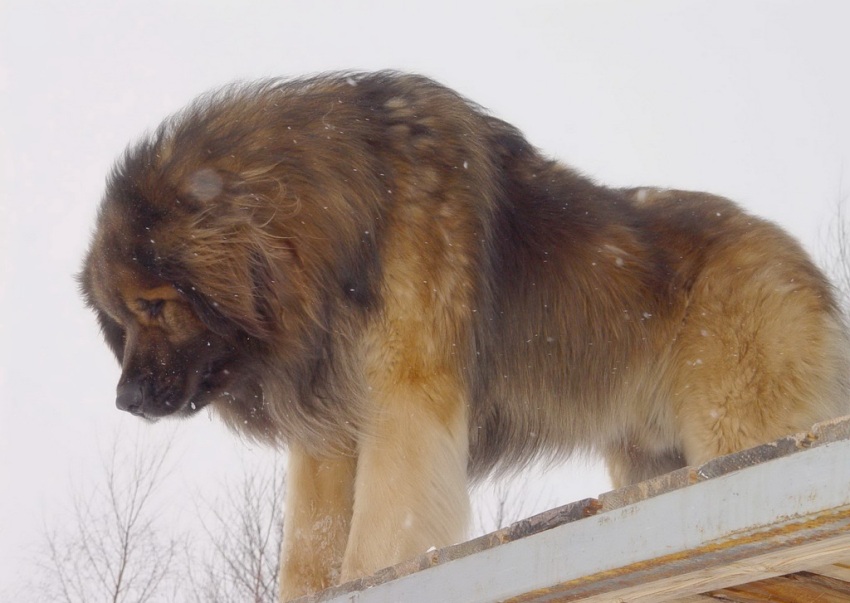IL LEONBERGER, CANE DI TAGLIA GRANDE: CARATTERISTICHE E QUALITÁ (FOTO)