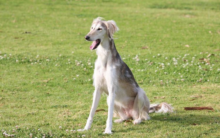 IL LEVRIERO PERSIANO O SALUKI, CANE DI TAGLIA MEDIA: CARATTERISTICHE E ...