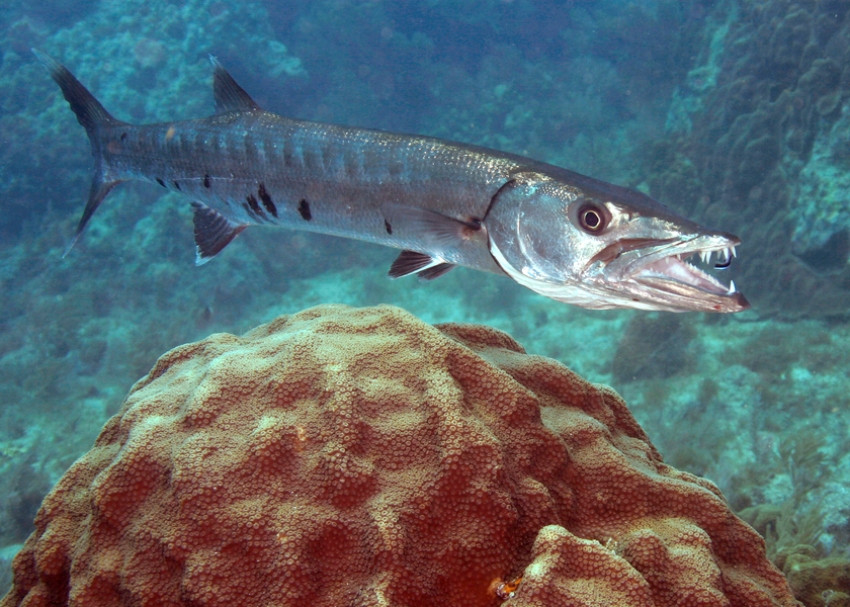 IL BARRACUDA, CARATTERISTICHE E SCHEDA (FOTO)