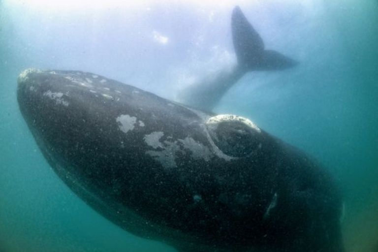 LE BALENE: FOTO, VIDEO, INFO E CURIOSITÀ